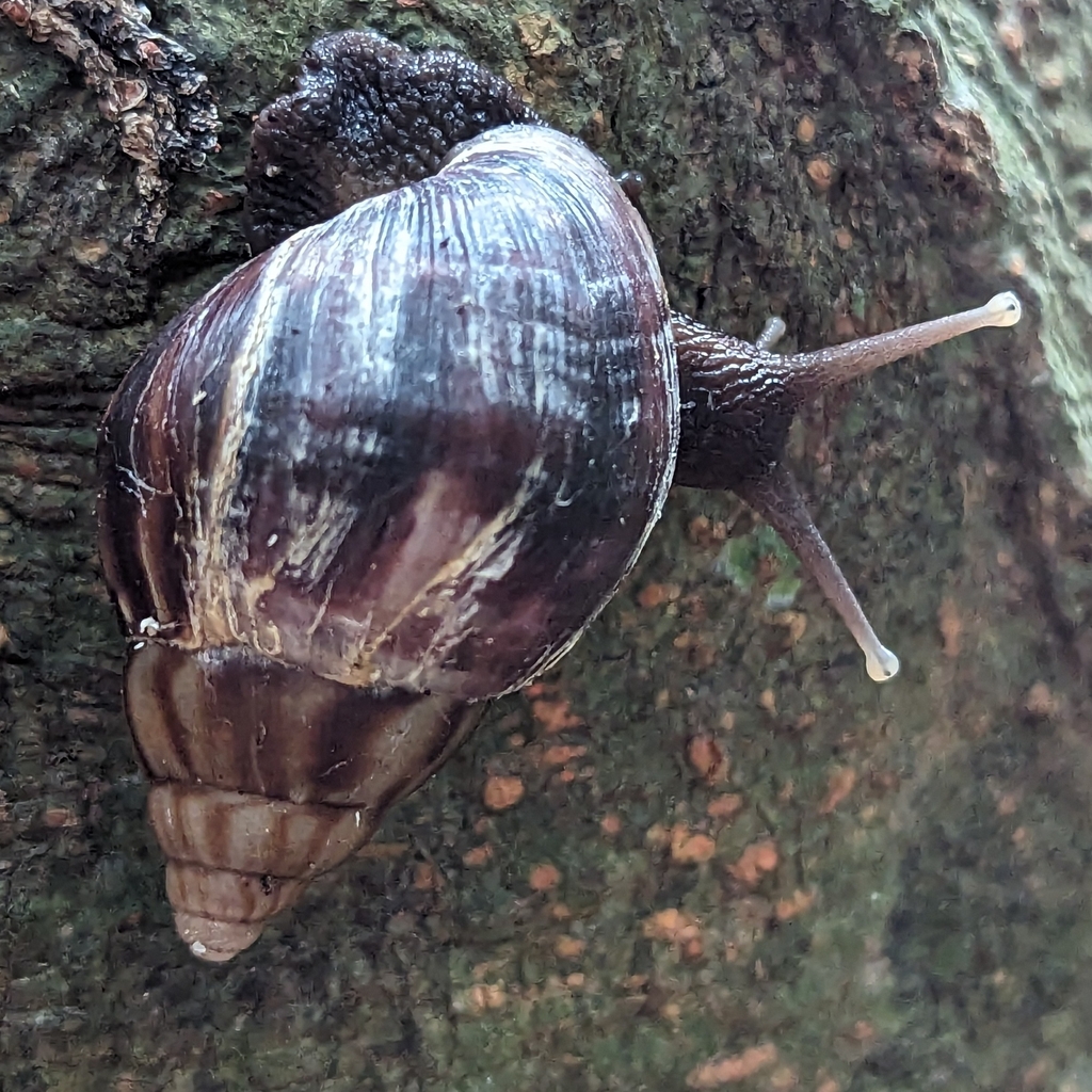 African Giant Snail from Ambinaninony, Madagascar on October 7, 2023 at ...