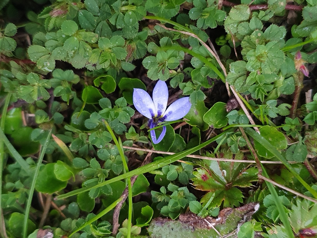 Lobelia fervens from Abergare Forest, Kenya on October 1, 2023 at 03:08 ...