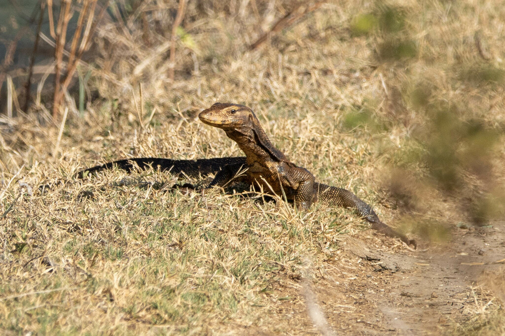 Togian Water Monitor from Makassar City, South Sulawesi, Indonesia on ...