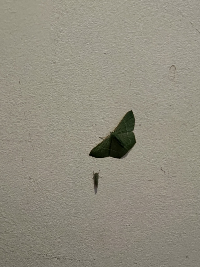 Emerald Moths from Cejlon, Sabaragamuwa, LK on October 6, 2023 at 10:23 ...