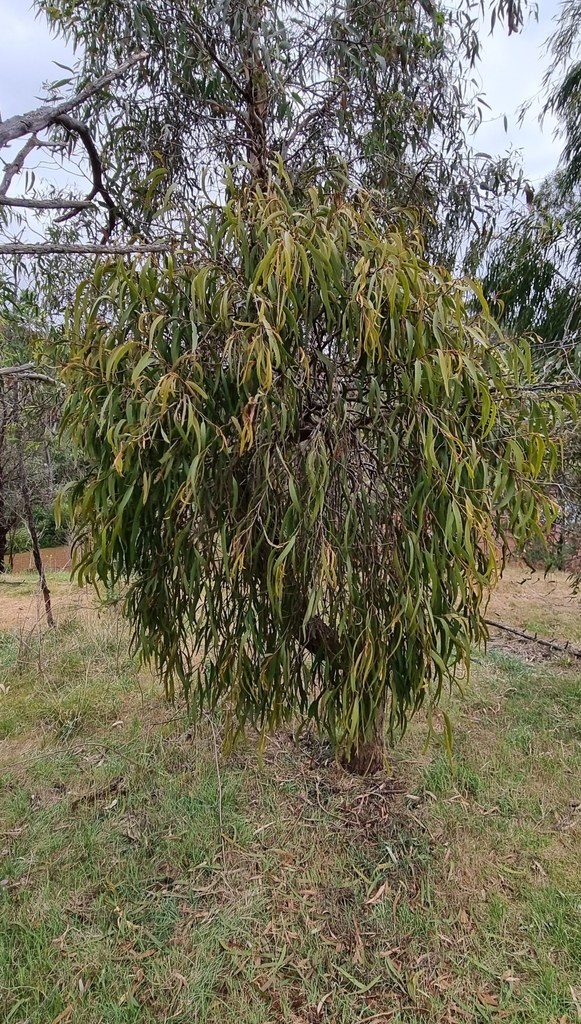 drooping mistletoe from Mill Park VIC 3082, Australia on October 7 ...