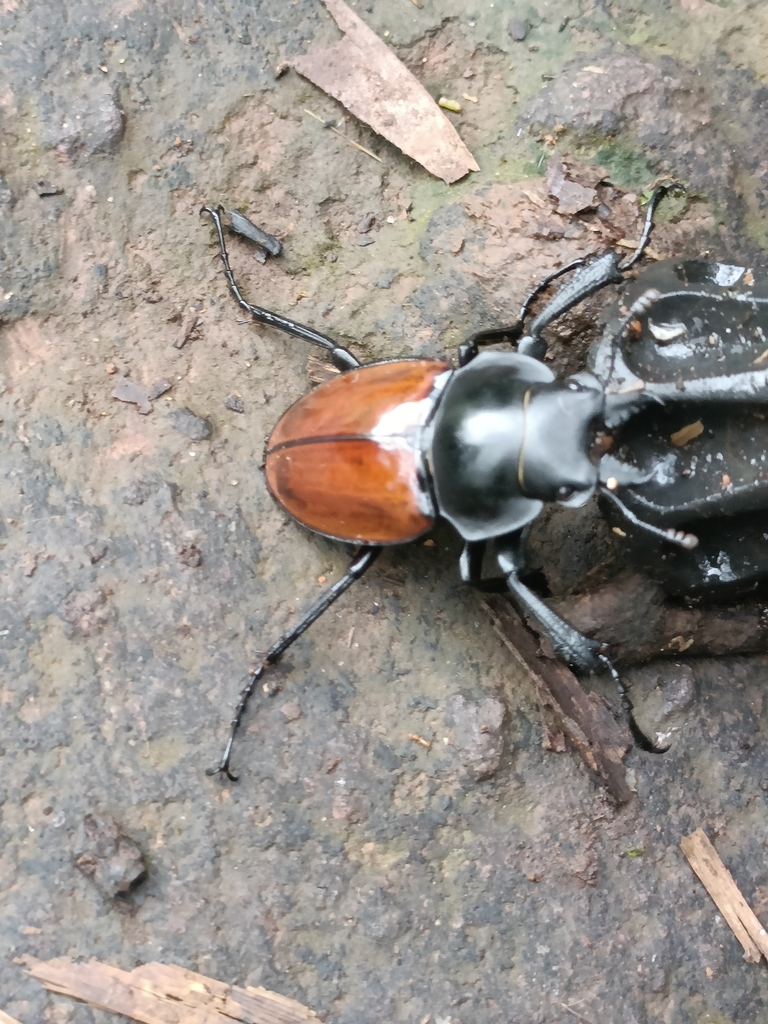 Neolucanus swinhoei from Yangmingshan, TW-NT, TW-NT-TP, TW on October 7 ...