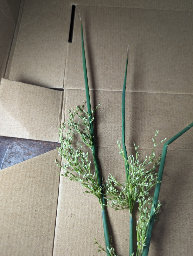 australian rush from Manly West, AU-QL, AU on October 7, 2023 at 09:09 ...