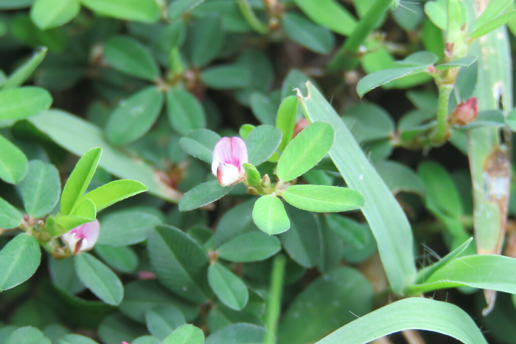 Japanese Clover from 228台灣新北市貢寮區 on October 7, 2023 at 10:32 AM by 吳威 ...