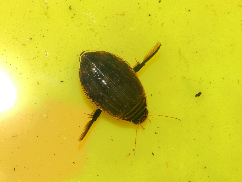 Lesser Diving-beetle in June 2023 by Romain Clément · iNaturalist