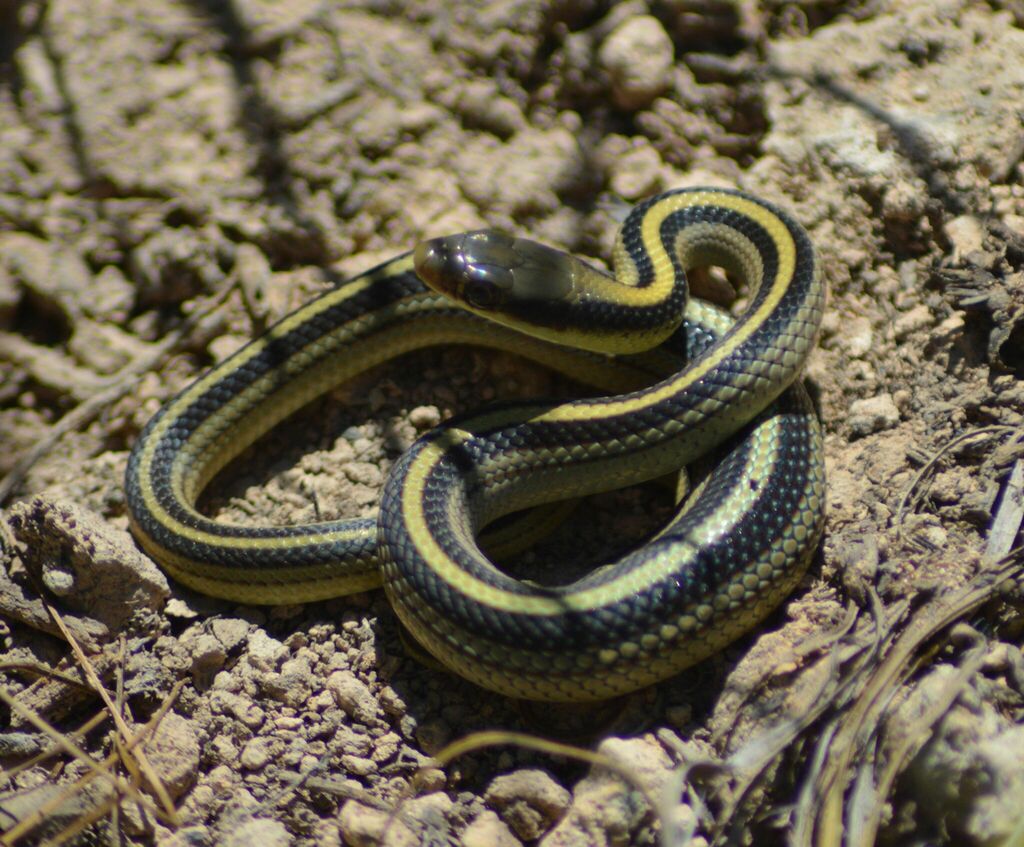 Texas Patch-nosed Snake from Eden Center, Callahan County, TX, USA on ...