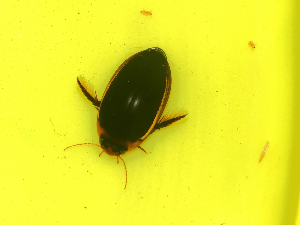 Hydaticus seminiger in June 2023 by Romain Clément · iNaturalist