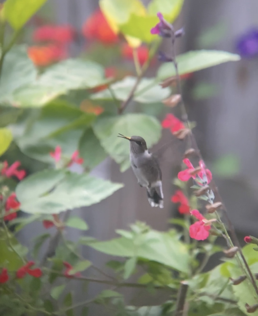 Ruby-throated Hummingbird from E Mahan Ave, Hazel Park, MI, US on ...