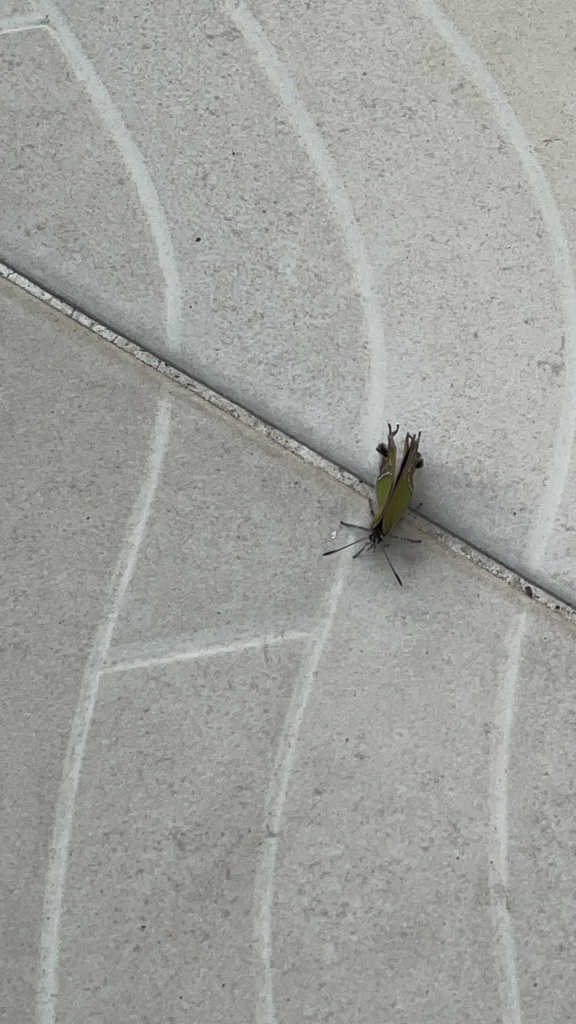 Callophrys xami xami in July 2023 by Horacio V. Barcenas · iNaturalist