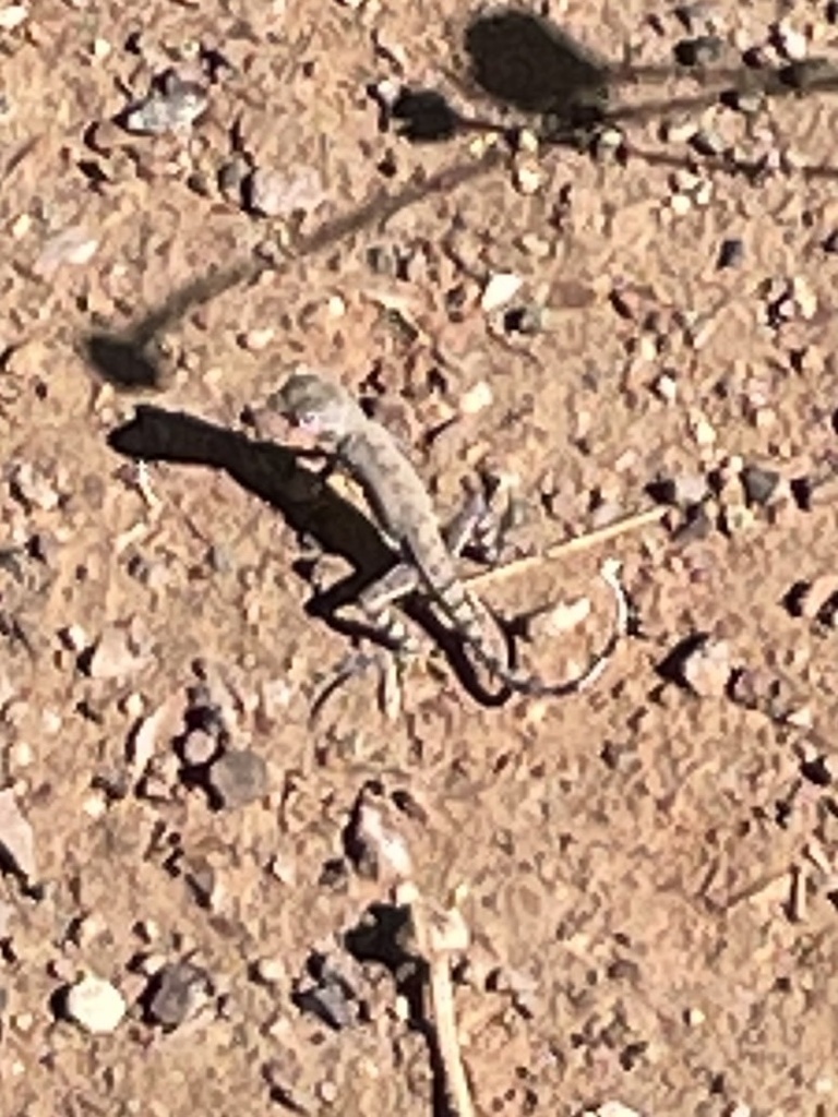 Zebra-tailed Lizard from Boyce Thompson Arboretum, Superior, AZ, US on ...