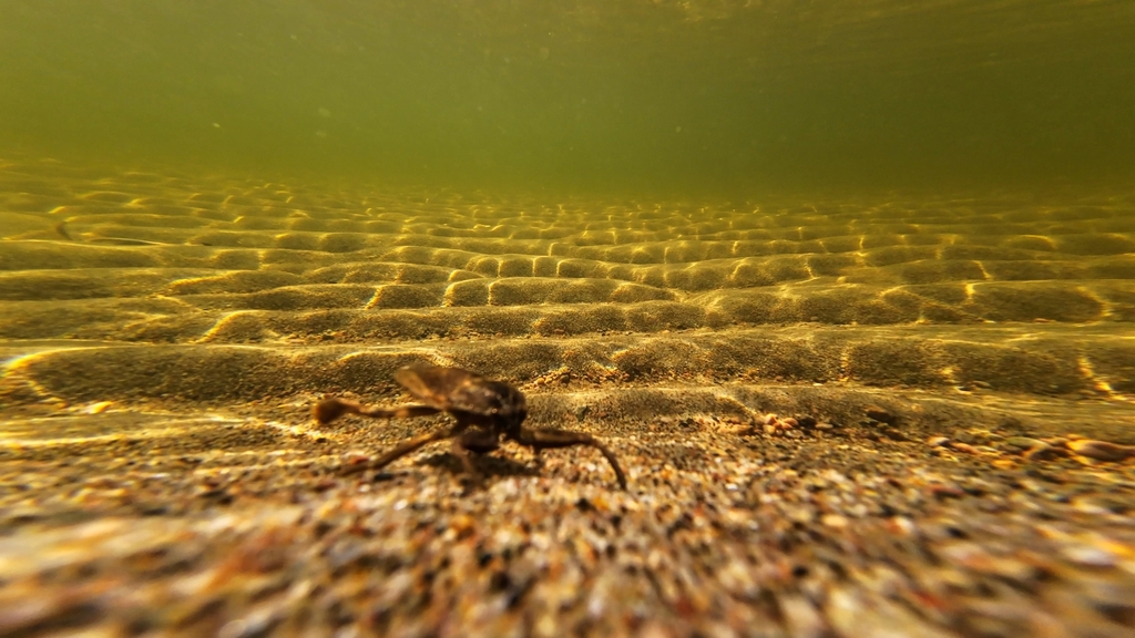 American Giant Water Bug from Thunder Bay District, ON, Canada on ...