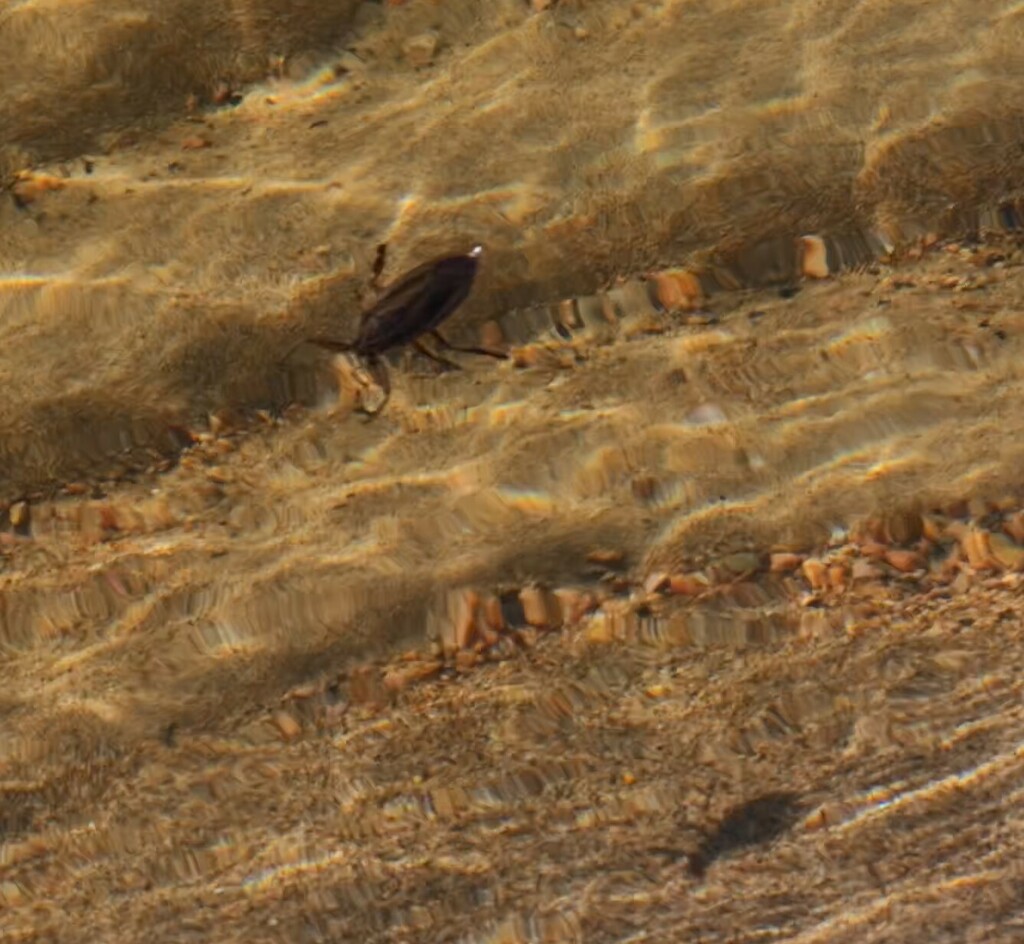American Giant Water Bug from Thunder Bay District, ON, Canada on ...