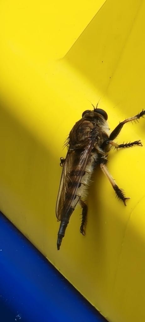 Red-footed Cannibal Fly from Grove Ave, Chester, VA, US on October 1 ...