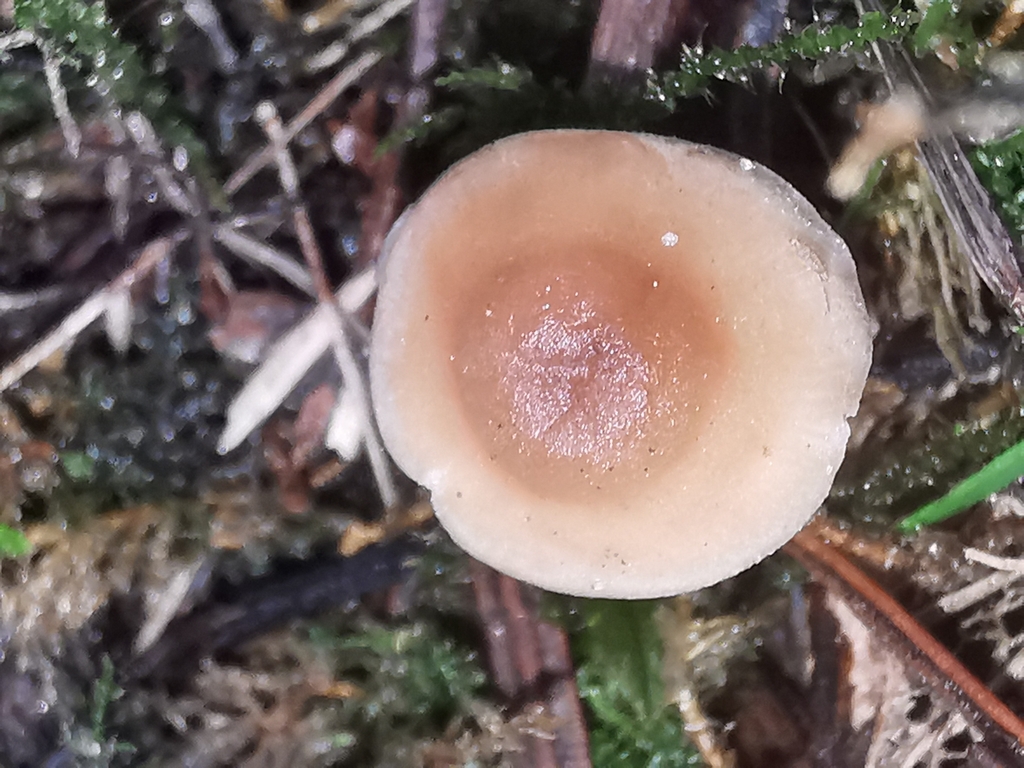 Conifercone Cap from 24118 Kiel, 德国 on October 7, 2023 at 04:13 PM by ...