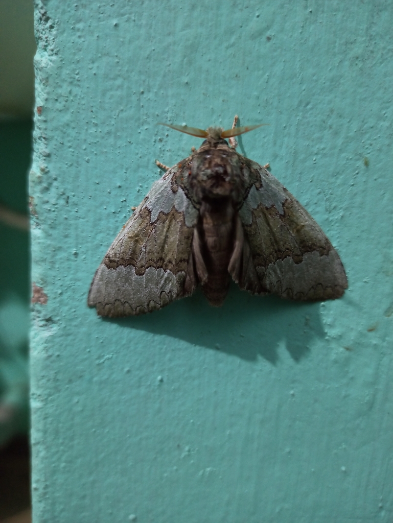 Netria from Nidumba, Chembrakanam, Kerala 671313, India on October 4 ...