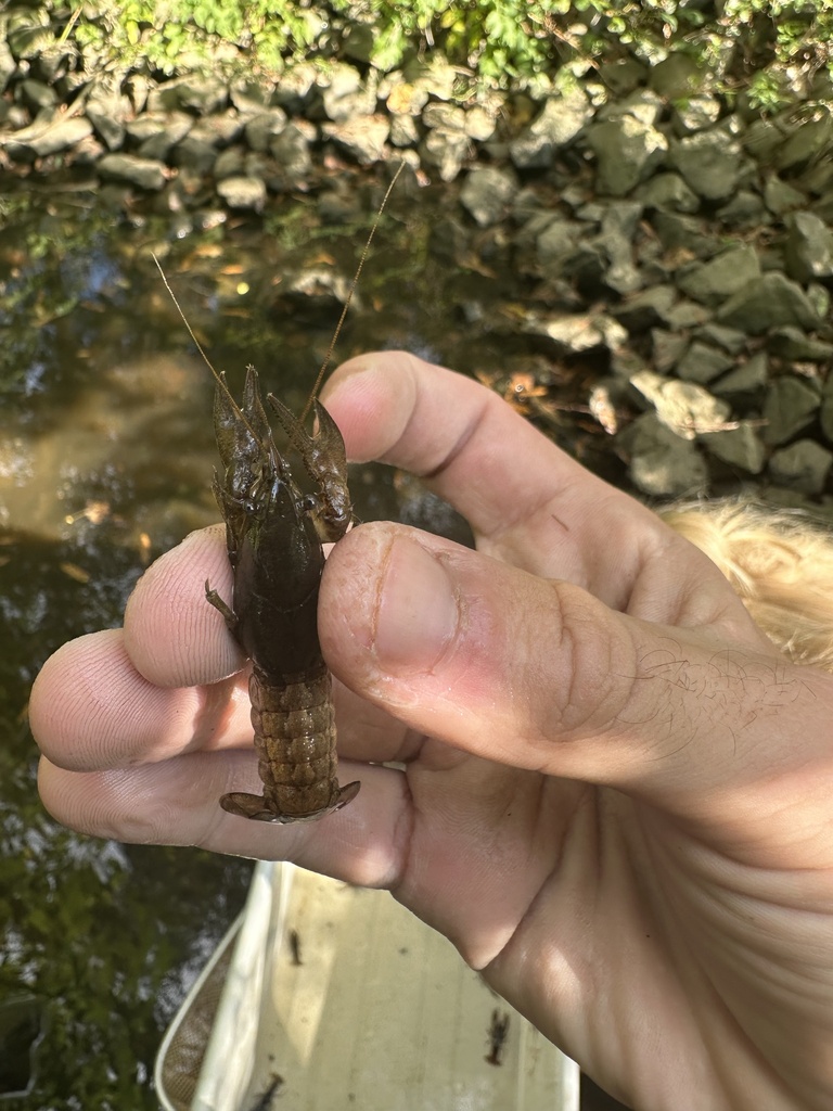 Digger Crayfish from Clubhouse Cir, Farmville, VA, US on October 3 ...
