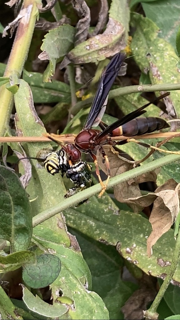 Ringed Paper Wasp from Tulsa Zoo, Tulsa, OK, US on October 7, 2023 at ...
