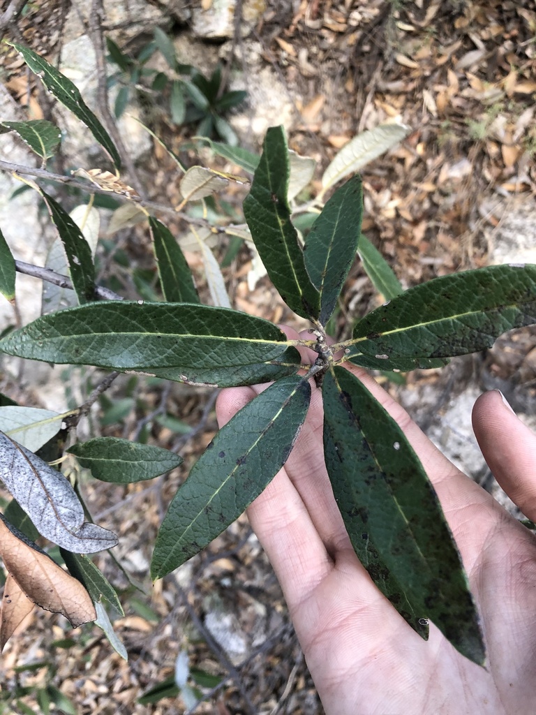 silverleaf oak from Pima County, US-AZ, US on October 6, 2023 at 07:24 ...