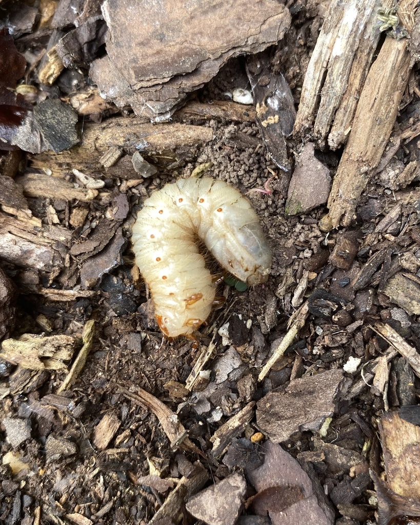 Scarabs from Thornridge Dr, Fairview, NC, US on October 7, 2023 at 09: ...