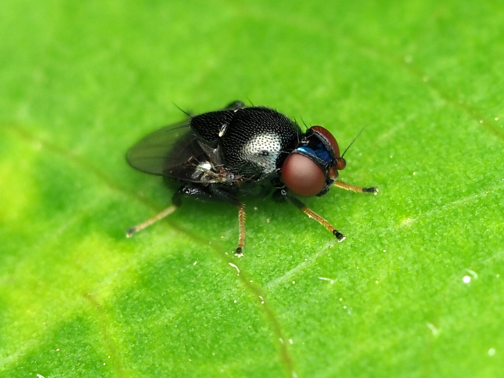 Acalyptrate Flies from Sai Kung, Hong Kong on September 24, 2023 at 04: ...