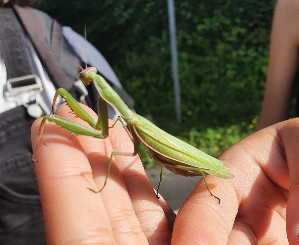 European Mantis from 14123 Fleury-sur-Orne, France on October 7, 2023 ...