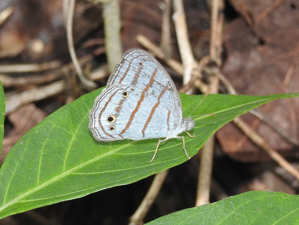 Dirty-blue Satyr from Santa Rita, Honduras on October 4, 2023 at 08:40 ...