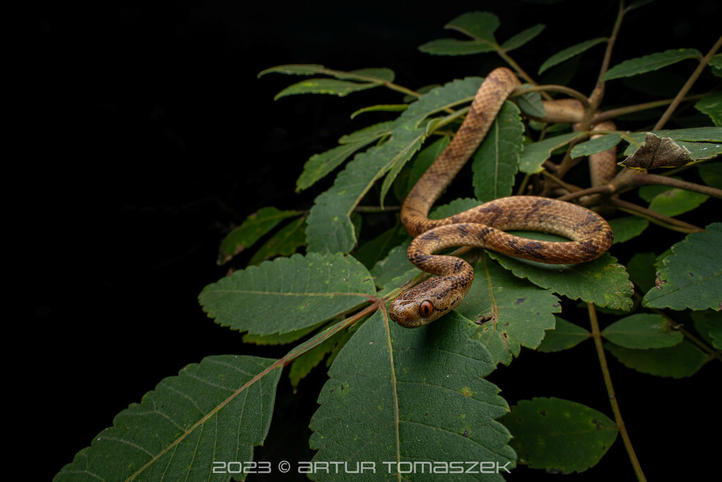 Chinese Slug Snake in October 2023 by Artur Tomaszek · iNaturalist