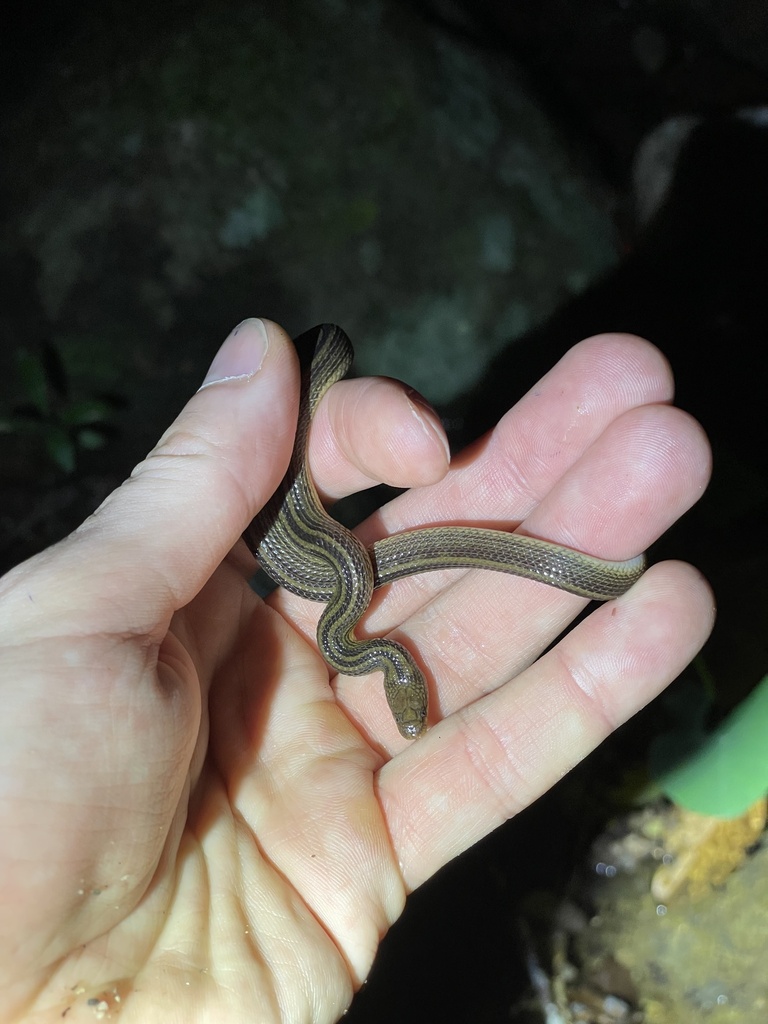 Striped Stream Snake in October 2023 by Artur Tomaszek · iNaturalist