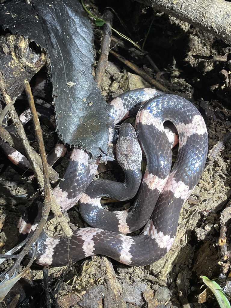 Futsing Wolf Snake in October 2023 by Artur Tomaszek · iNaturalist