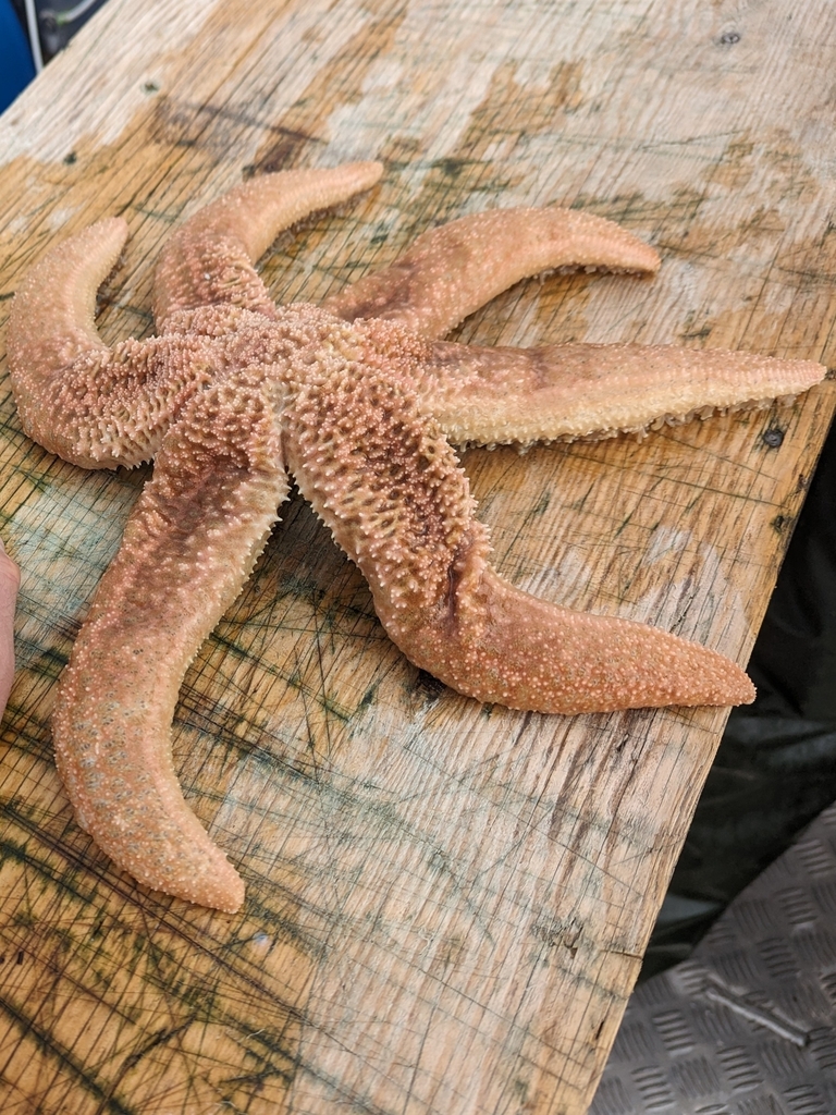 Polar Six-rayed Star from Saint-Pierre-et-Miquelon on October 7, 2023 ...