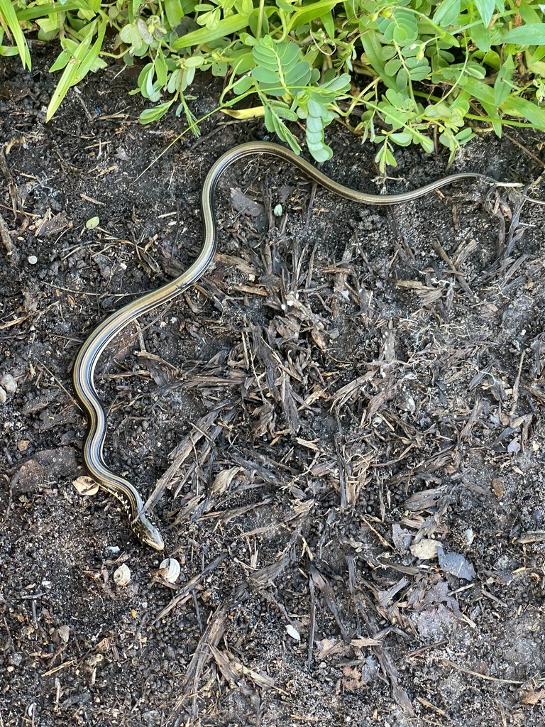 Eastern Glass Lizard from Rose Garden Rd, Cape Coral, FL, US on October ...