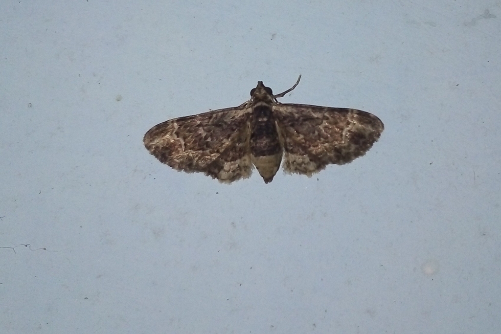 Bosara from Kirindiwela on October 7, 2023 at 09:56 PM by Nishadinie ...