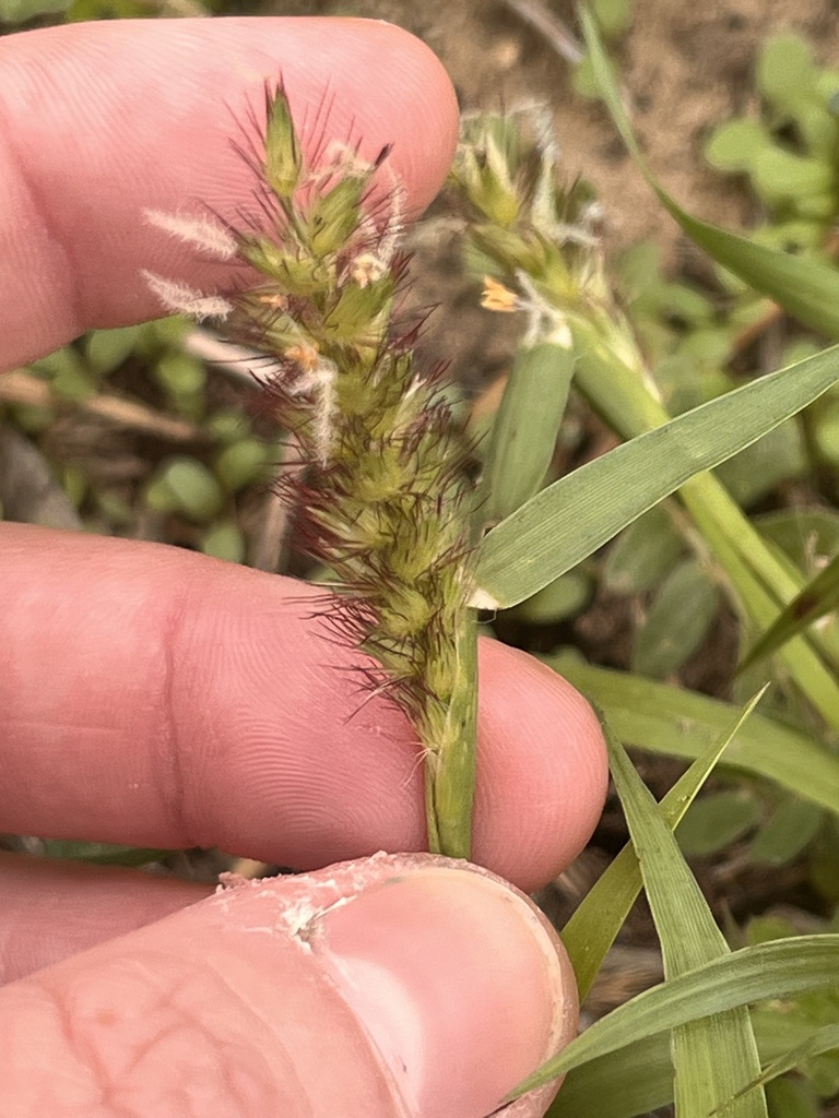 buffelgrass from Lake Corpus Christi State Park, Lake City, TX, US on ...