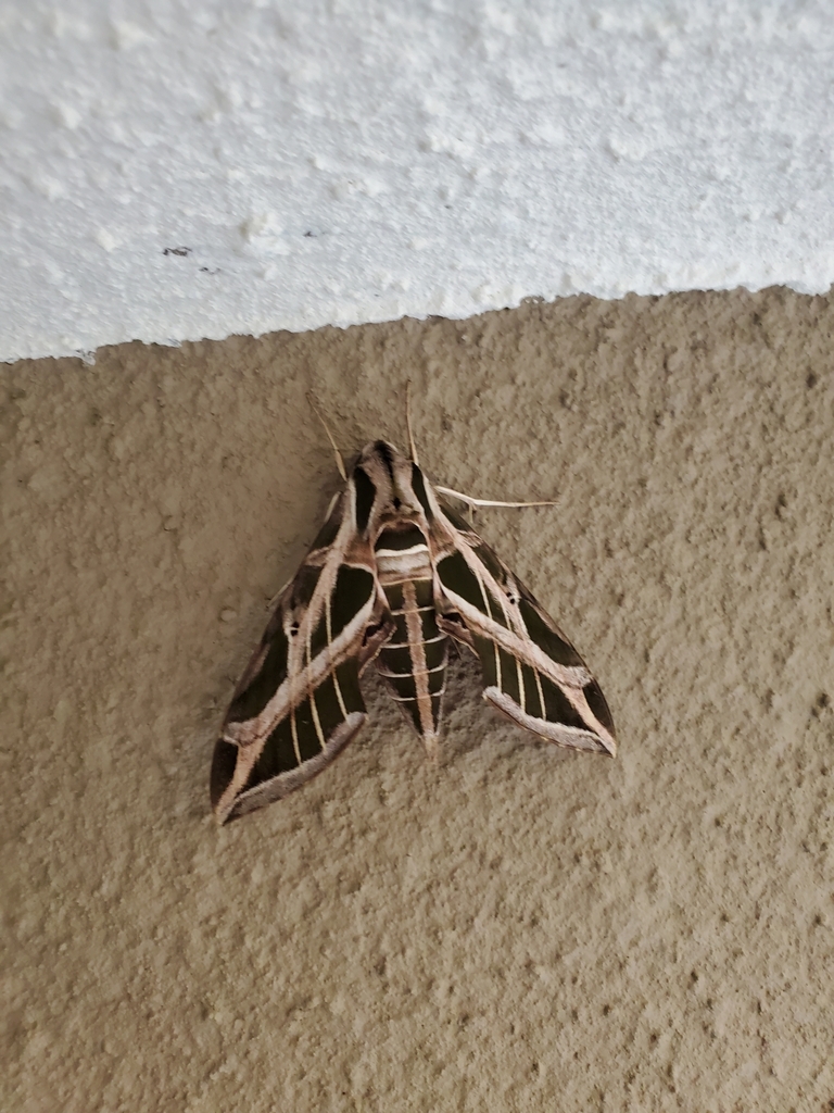 Vine Sphinx from Victoria, TX, USA on October 7, 2023 at 12:53 PM by ...