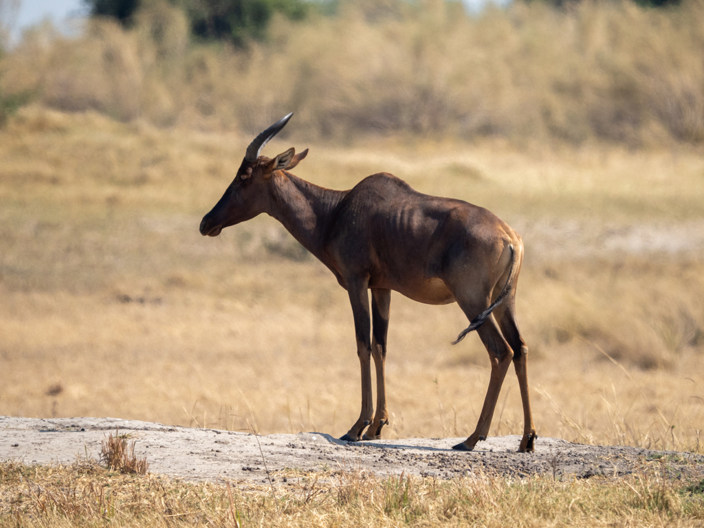 Common Tsessebe from Ngamiland North, Botswana on August 17, 2023 at 11 ...