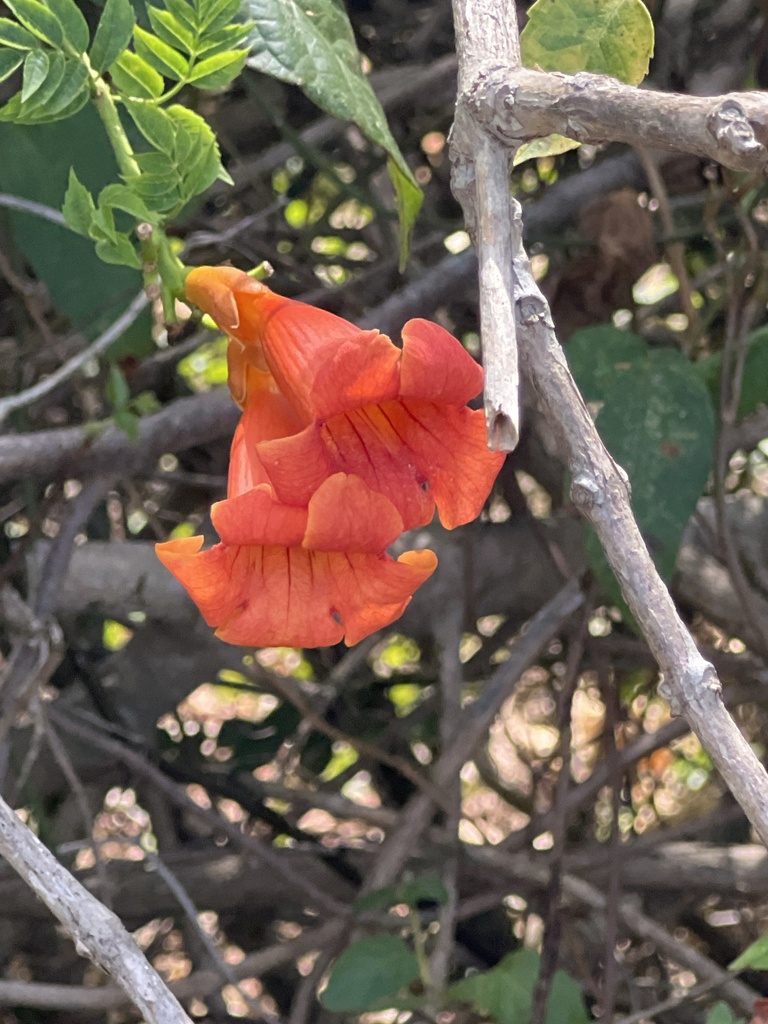 American trumpet vine from El Franco Lee Park, Houston, TX, US on ...
