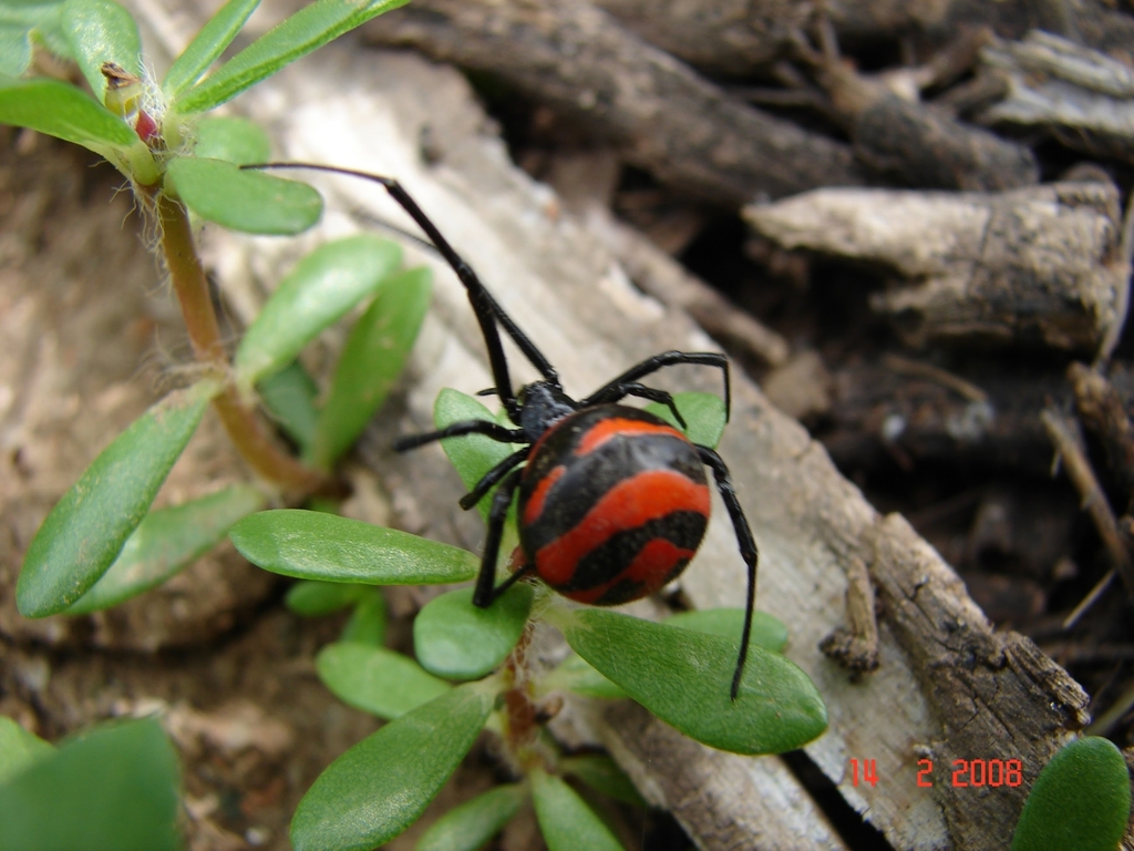 Latrodectus corallinus from Pocho, Córdoba, Argentina on February 14 ...