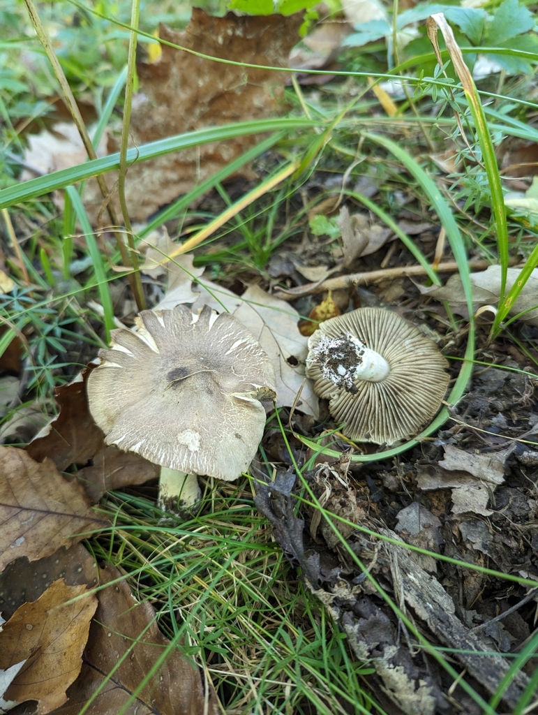 Tricholoma acris from Barada, NE, USA on October 7, 2023 at 11:40 AM by ...