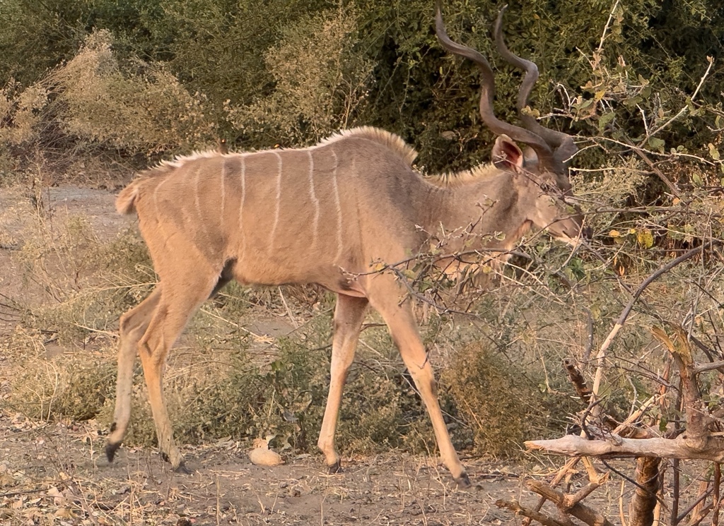 Southern Greater Kudu from Ngamiland North, Botswana on August 17, 2023 ...