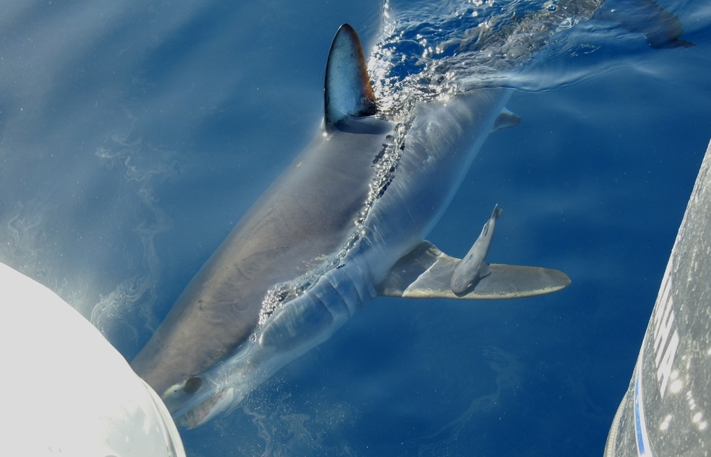 Shortfin Mako in October 2023 by Pedro Moreira · iNaturalist
