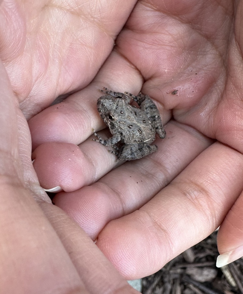 Northern Cricket Frog from Cozy Oak Ave, Cary, NC, US on October 7 ...