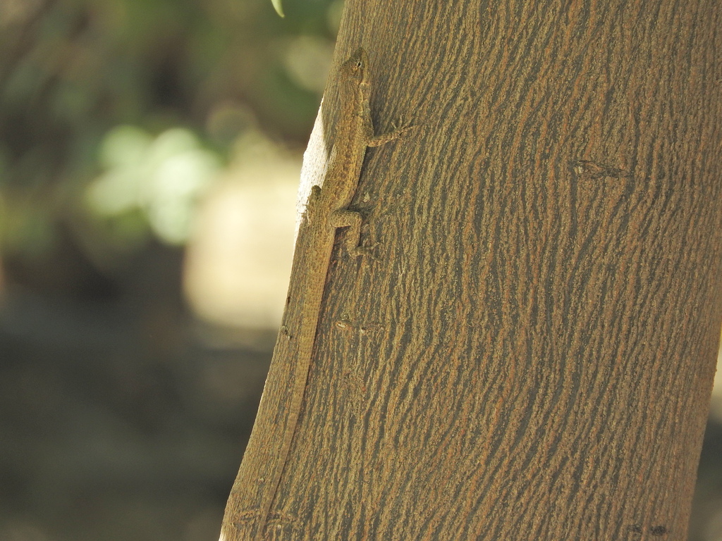 Long-tailed Brush Lizard from Indio, CA, USA on October 7, 2023 at 11: ...