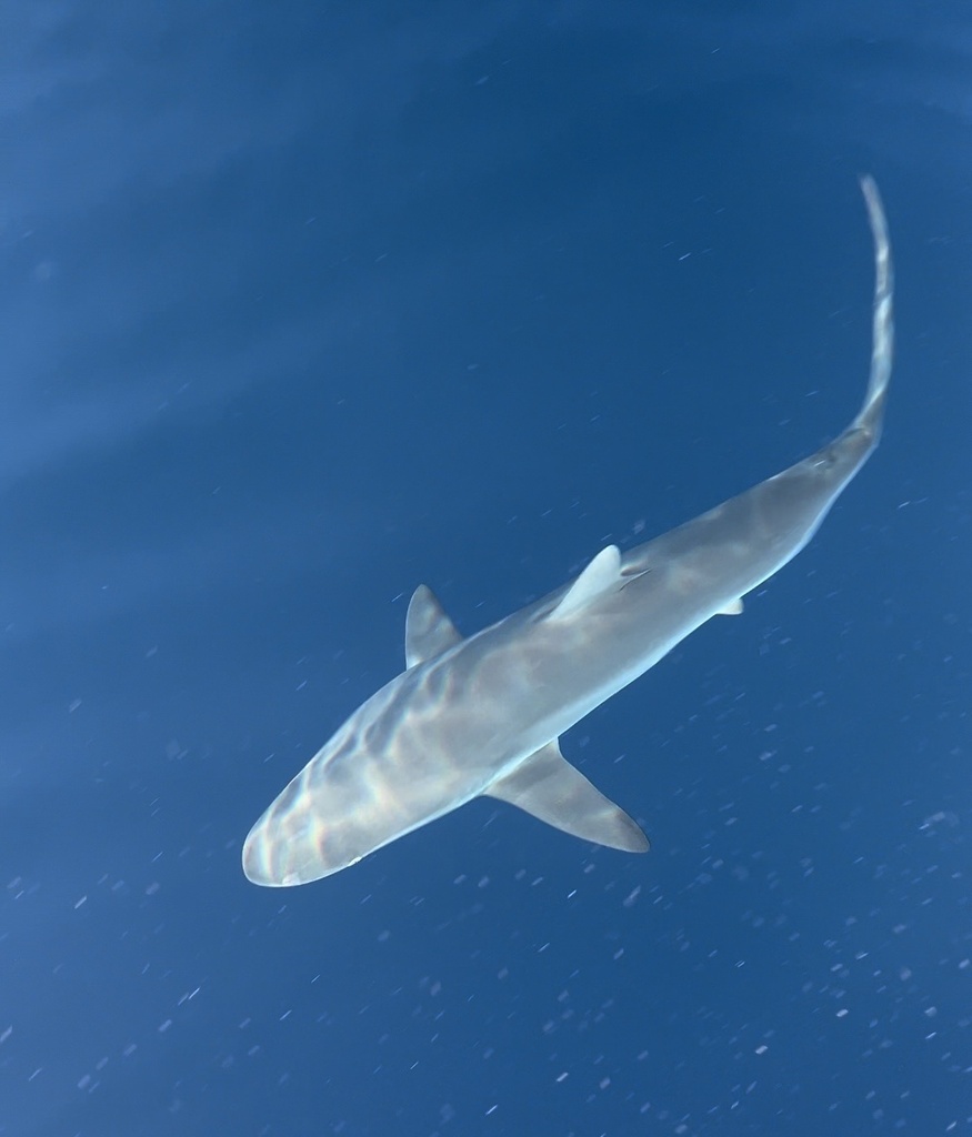 Silky Shark in October 2023 by Brian Cammarano · iNaturalist