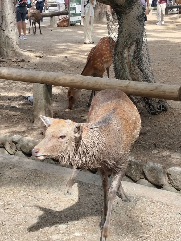 Sika Deer from Nara, JP-NR, JP on September 5, 2023 at 01:34 PM by ...