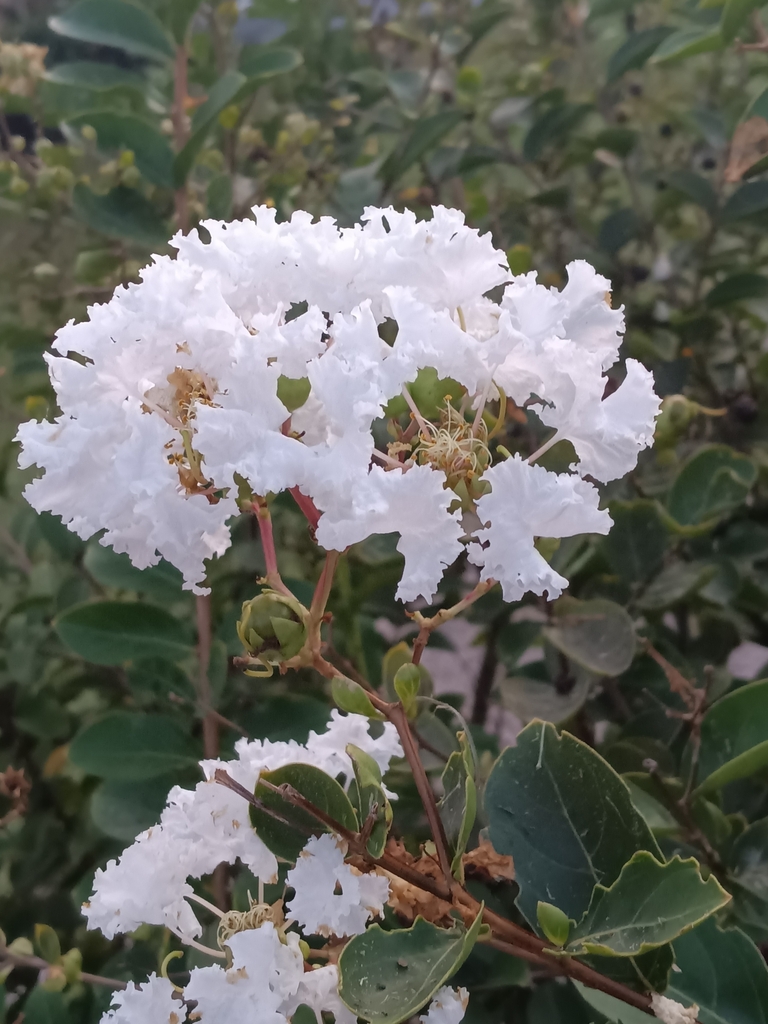 Giant Crepe-myrtle from 9V86+83V, Bayamón, 00959, Puerto Rico on ...