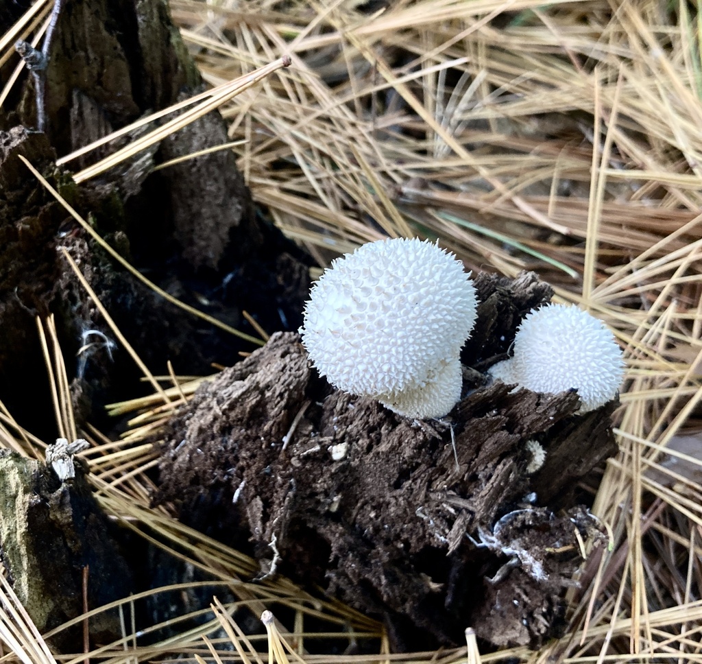 Spiny Puffball from 215th Ave NE, Wyoming, MN, US on October 7, 2023 at ...