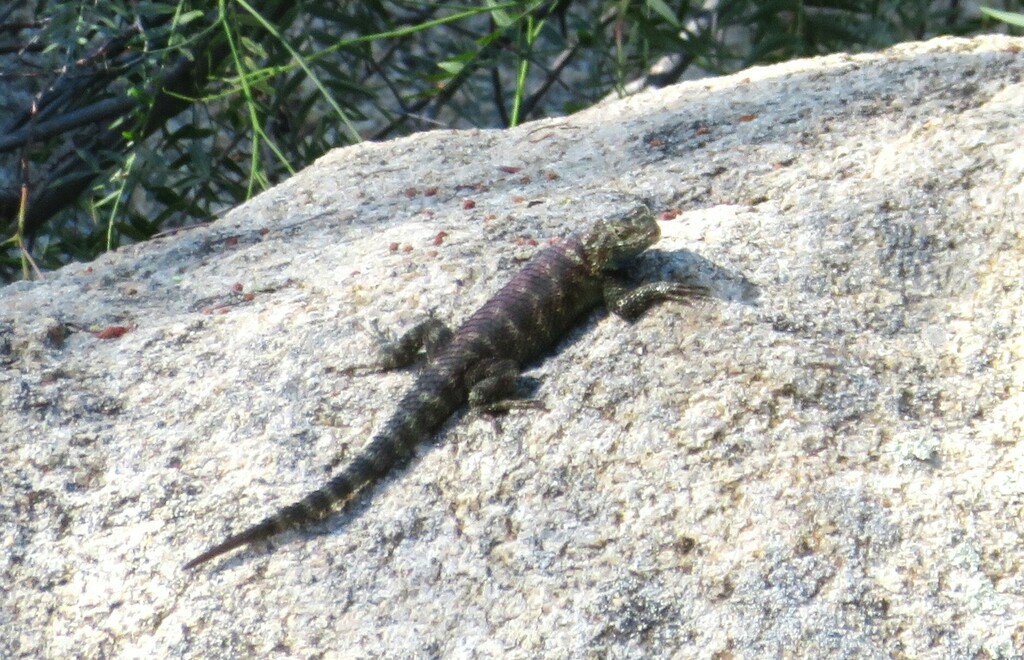 Granite Spiny Lizard from Hawarden Hills, Riverside, CA, USA on October ...