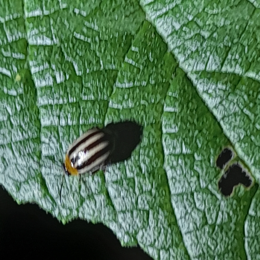 Flea Beetles from Playa del Carmen, Q.R., México on October 6, 2023 by ...
