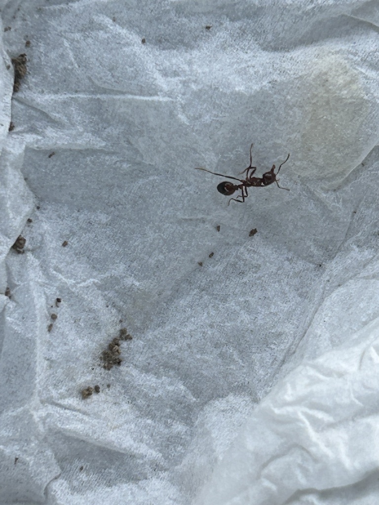 Red Imported Fire Ant from Old Hickory lake, Hartsville, TN, US on ...