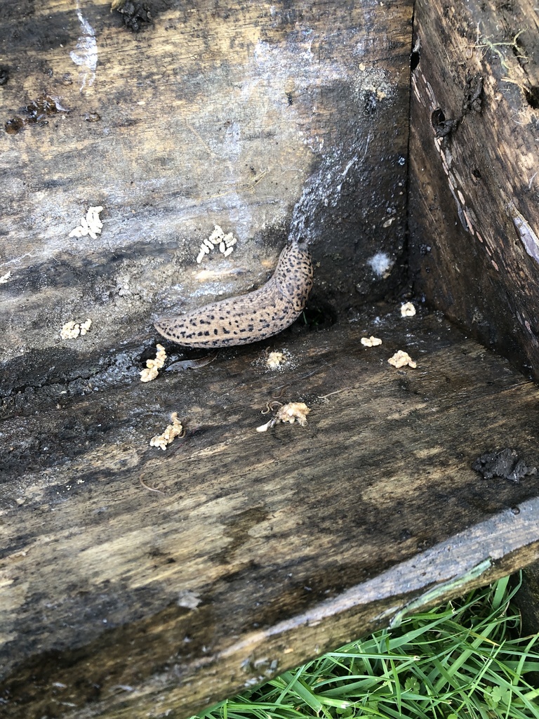 Leopard Slug from North Island, Hamurana, Bay of Plenty, NZ on October ...